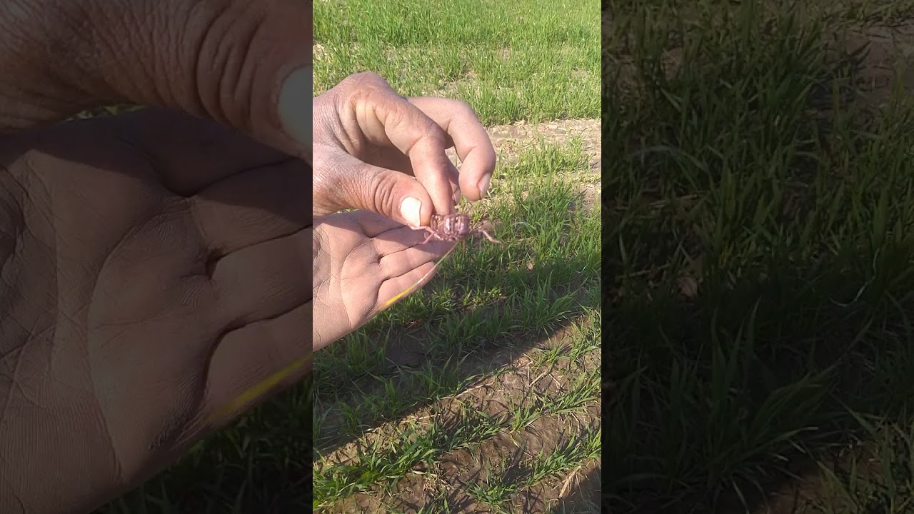 Pakistani Tiddi in Malout Area - YouTube