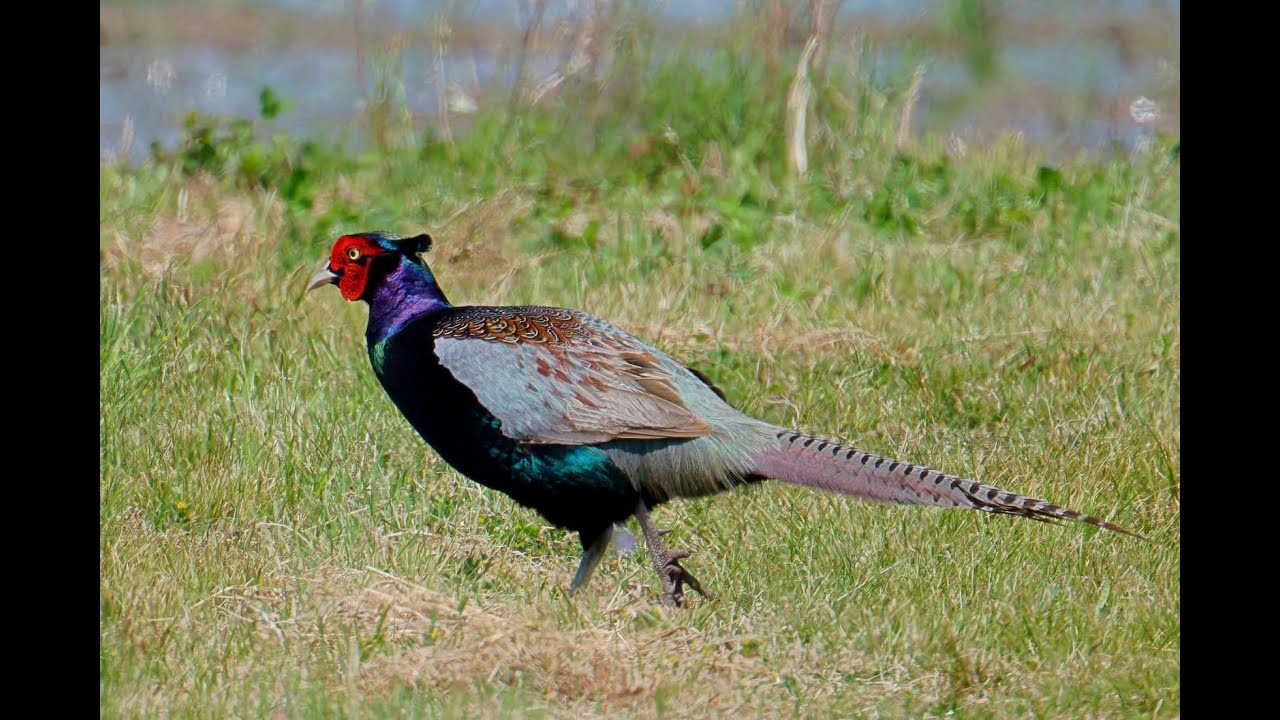 キジ 野鳥 Japanese Pheasant Phasianus versicolor wildbirds - YouTube