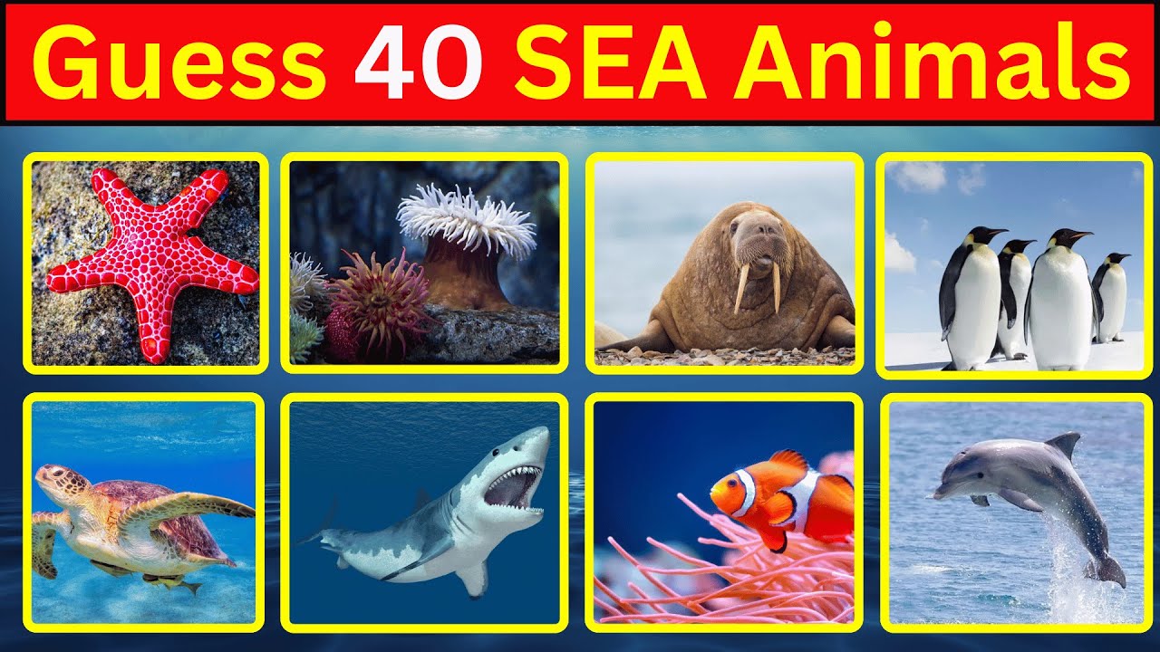 Animal Guessing Game | 40 Sea Animals | #guesstheanimals - YouTube