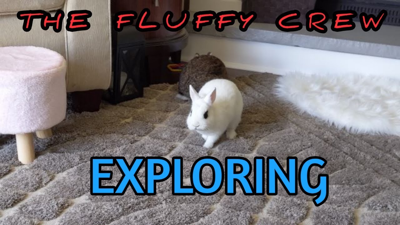 Happy Rabbits Playing | Gizmo and Lily | The Fluffy Crew - YouTube