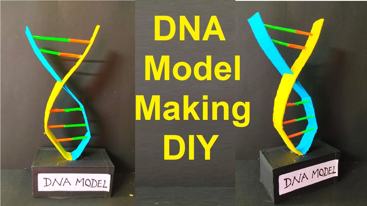 dna model science project for exhibition - diy - simple and easy steps ...