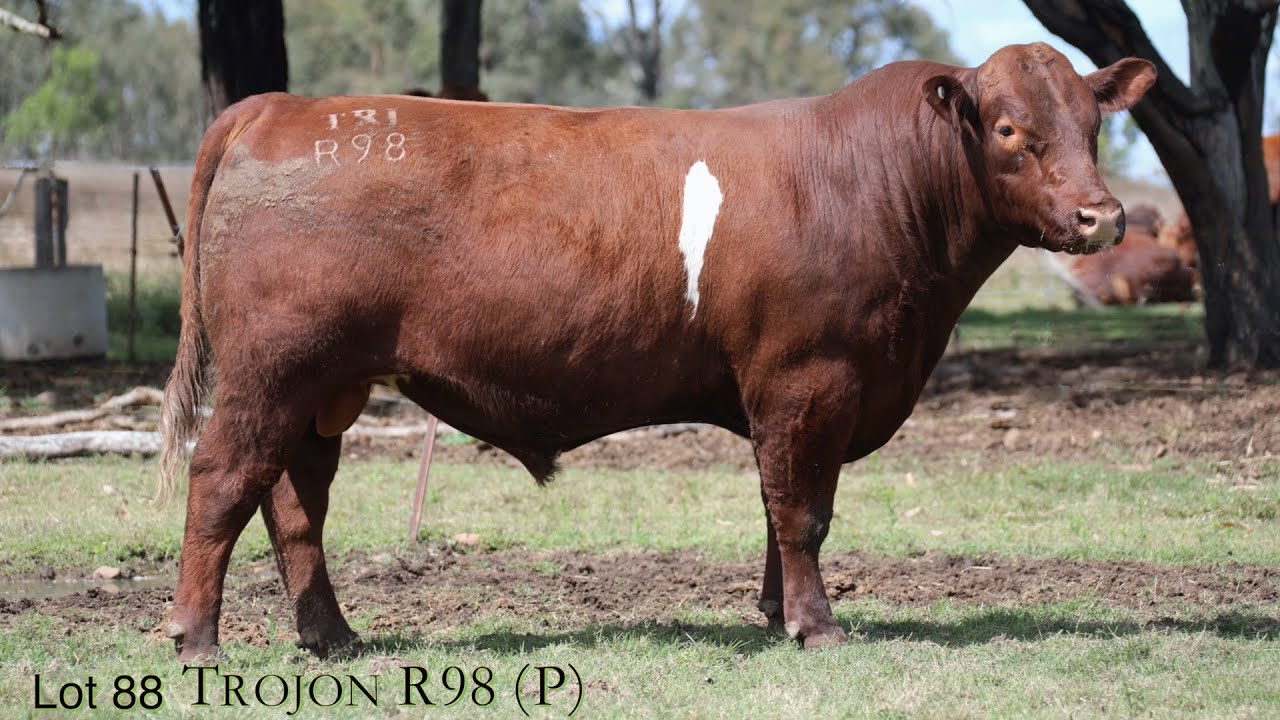 Lot 88 Trojon R98 (P) - YouTube
