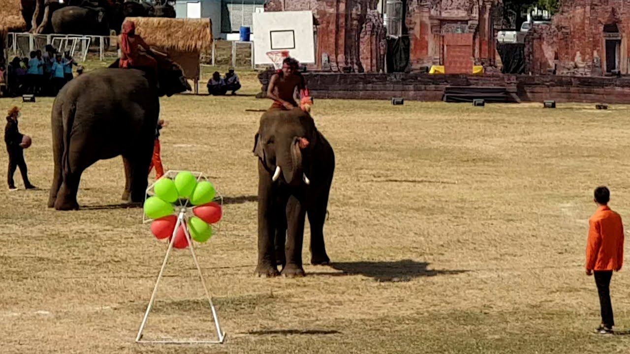 Elephant playing darts (balloon pop game) - Surin Elephant Festival ...