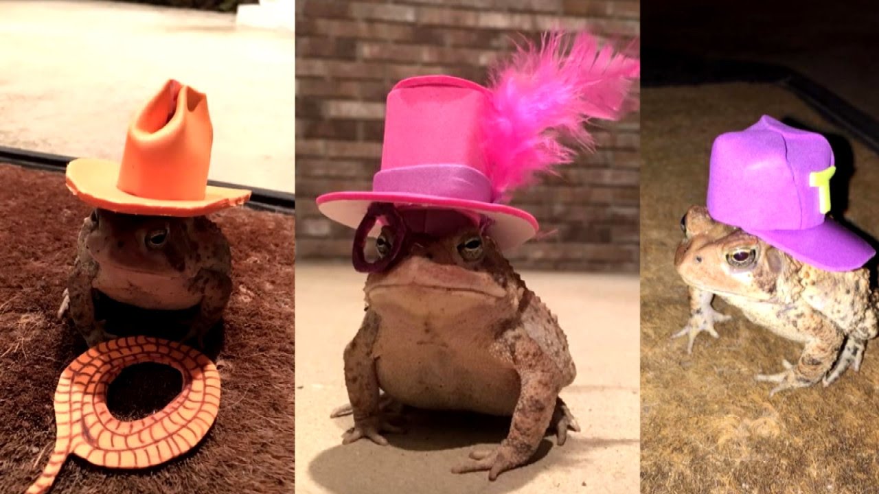 Man Creates Adorable Tiny Top Hats For Wild Toad - YouTube