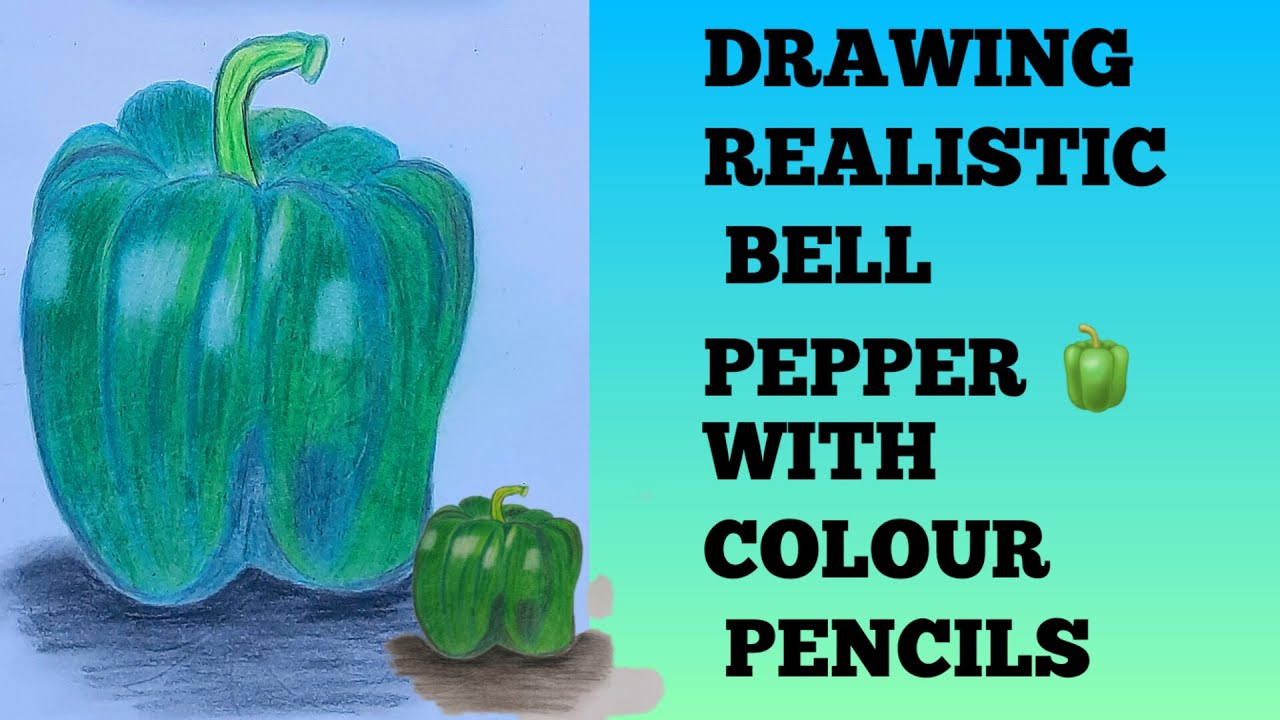 DRAWING REALISTIC GREEN BELL PEPPER 🫑 WITH COLOUR PENCILS |TUTORIAL ...