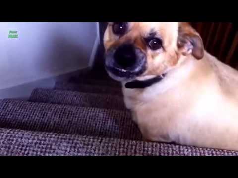 Funny Dogs Smiling Compilation 2014 - YouTube