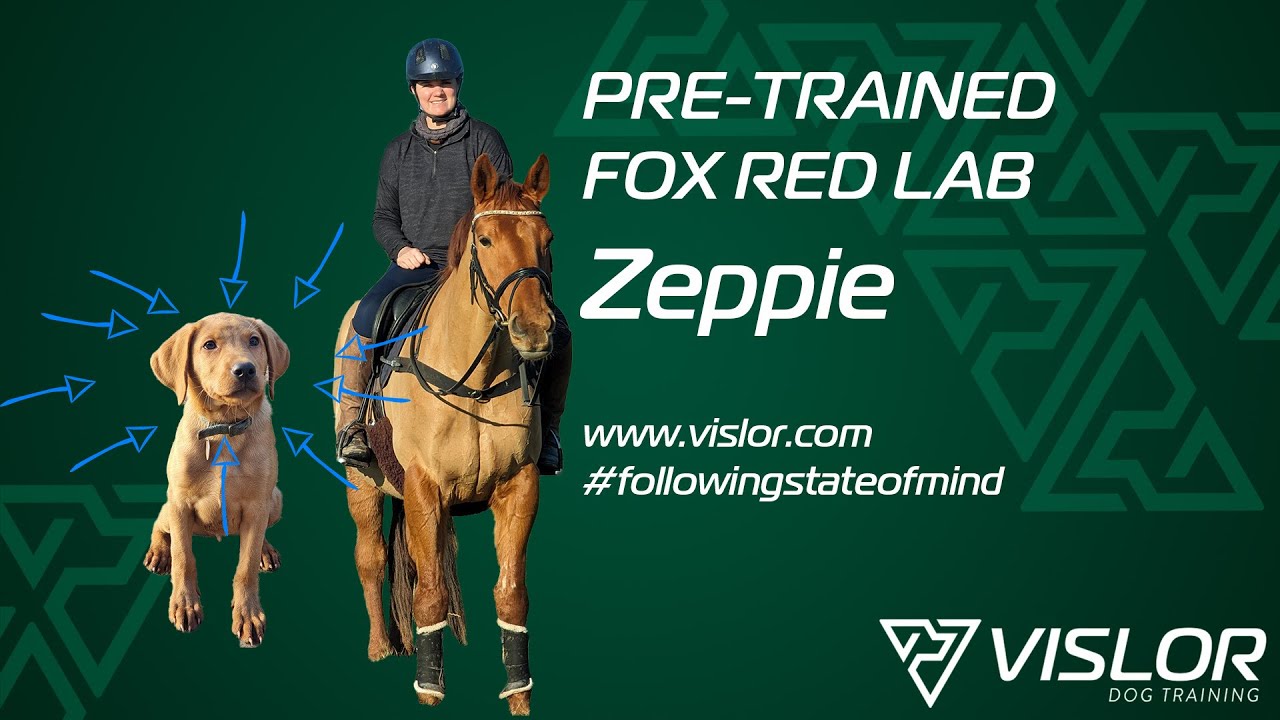 Zeppie: Pre Trained Fox Red Lab - YouTube