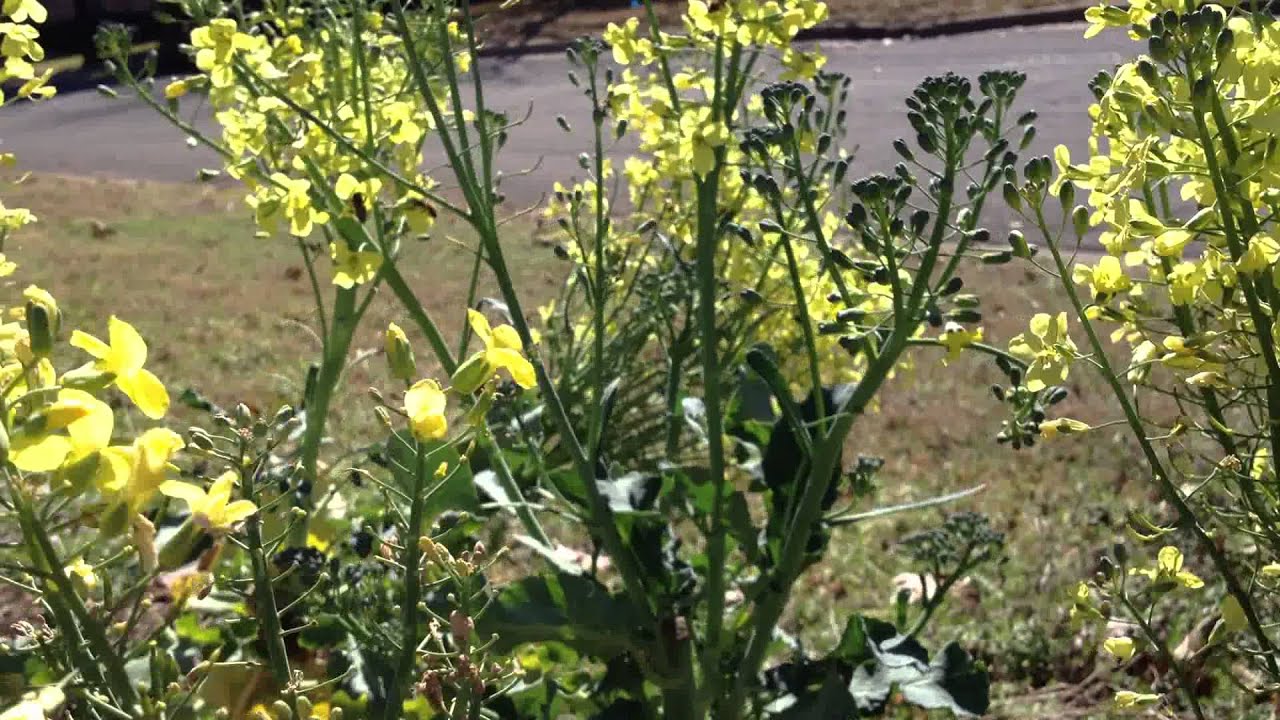 The Beauty of Broccoli and Bees Part 1 - YouTube