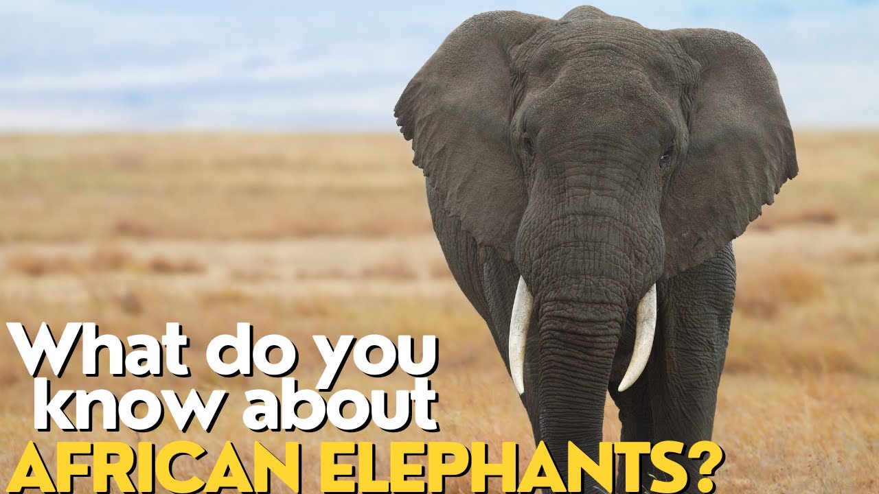 STORY OF THE AFRICAN ELEPHANT- Documentary video with all details about ...