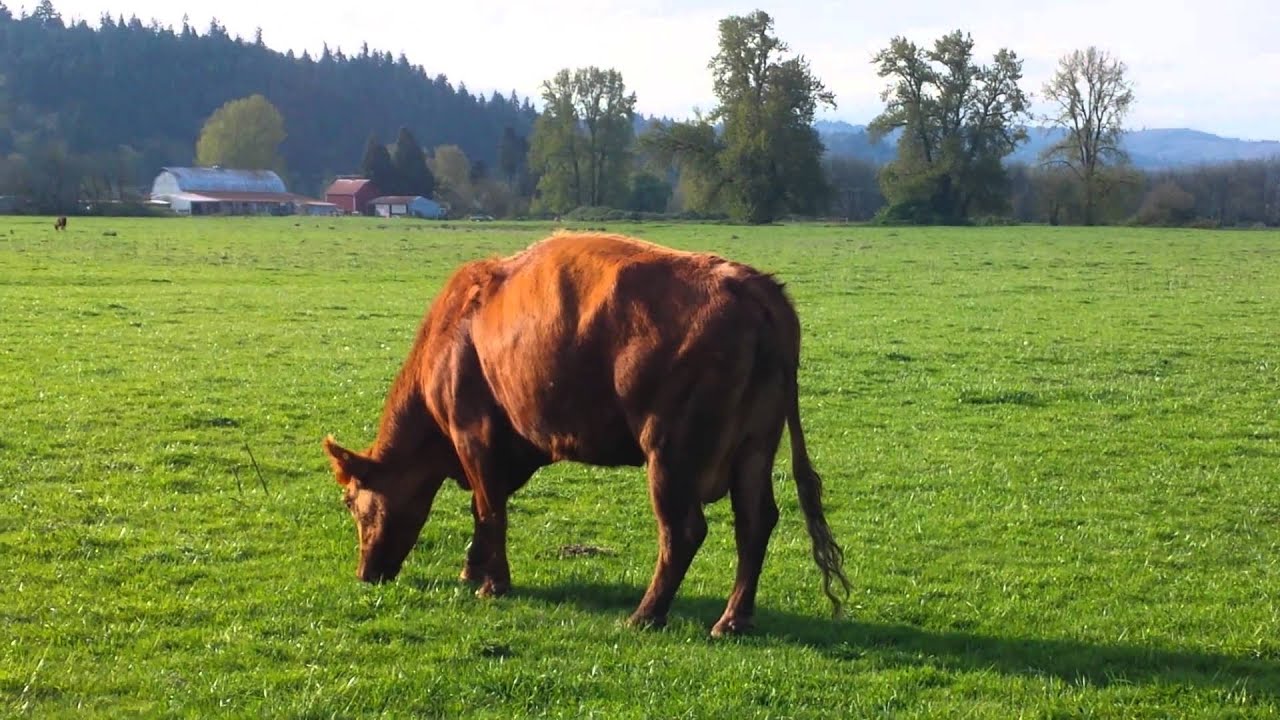 Hurt Cow 3/30/15 - YouTube