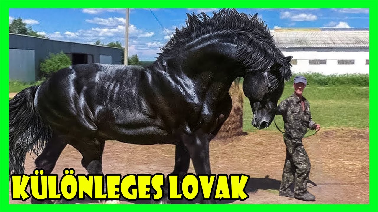 A LEGERŐSEBB LÓFAJTÁK A VILÁGON - TOPLISTA - YouTube