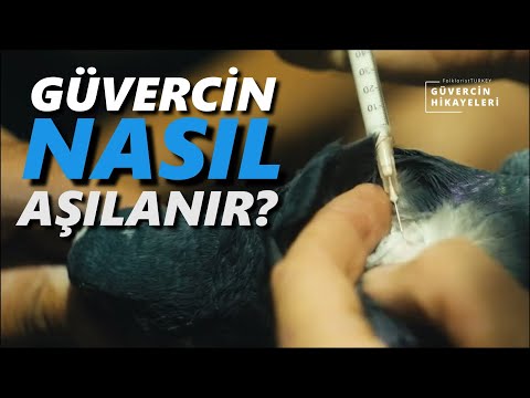 Güvercin Aşısı Nasıl Yapılır | Güvercin Hikayeleri | Adana Güvercini