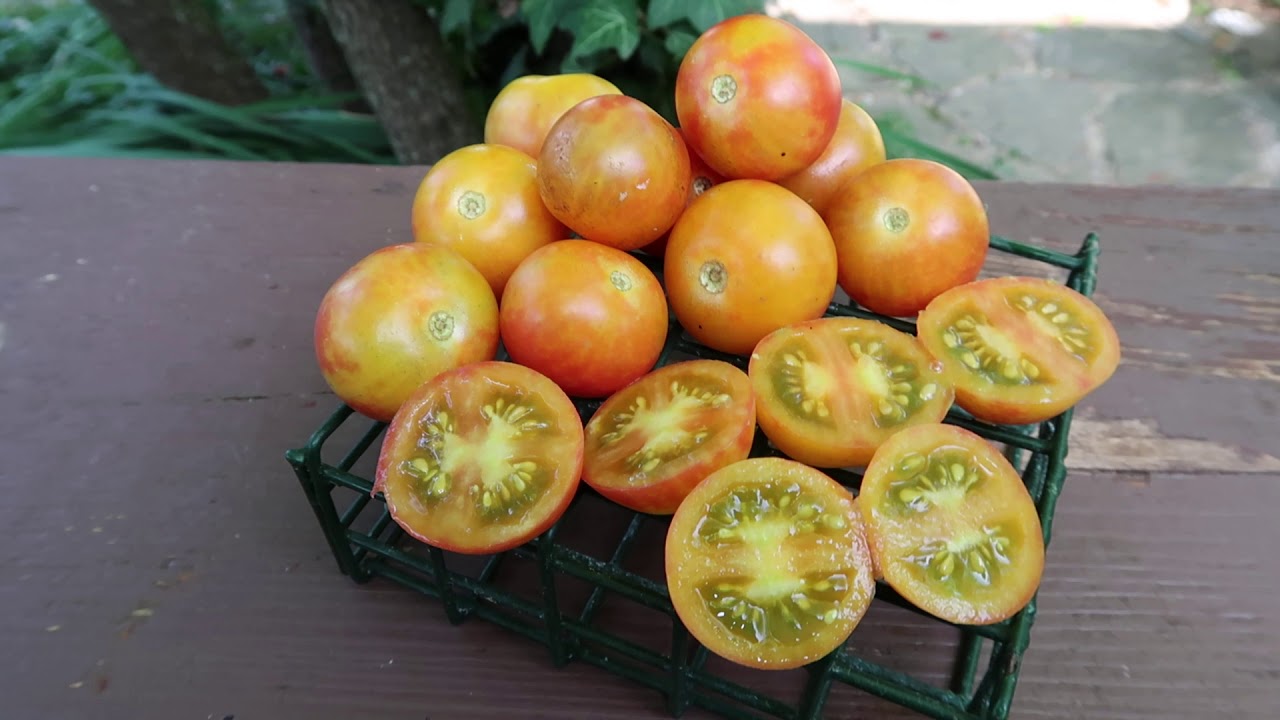 Rainbow Cherry Tomato. Very, very Delicious! - YouTube