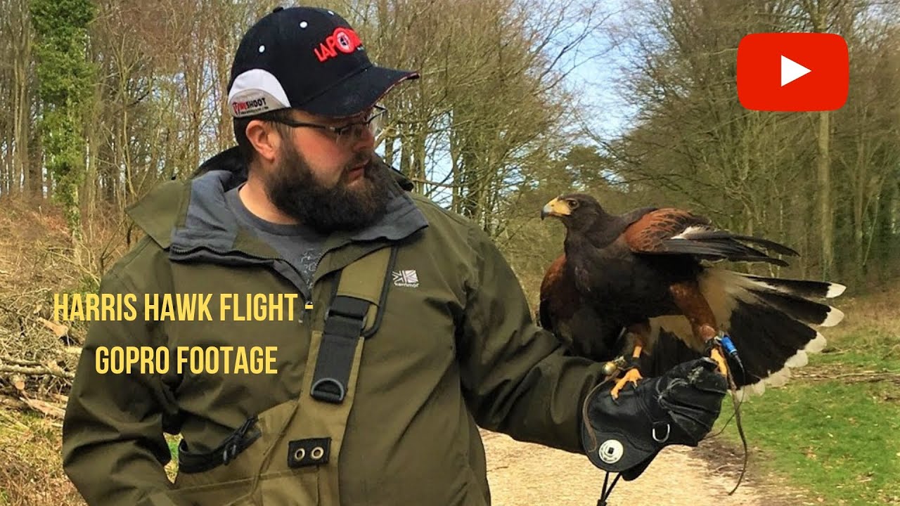 Harris Hawk flight - GoPro footage - YouTube
