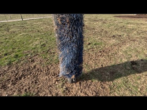Cattle Rub Made Easy! - YouTube
