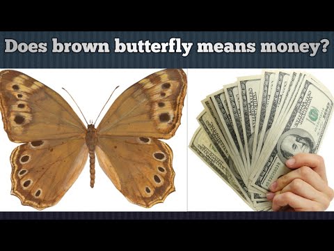 Does Brown Butterfly Means Money? watch this - YouTube