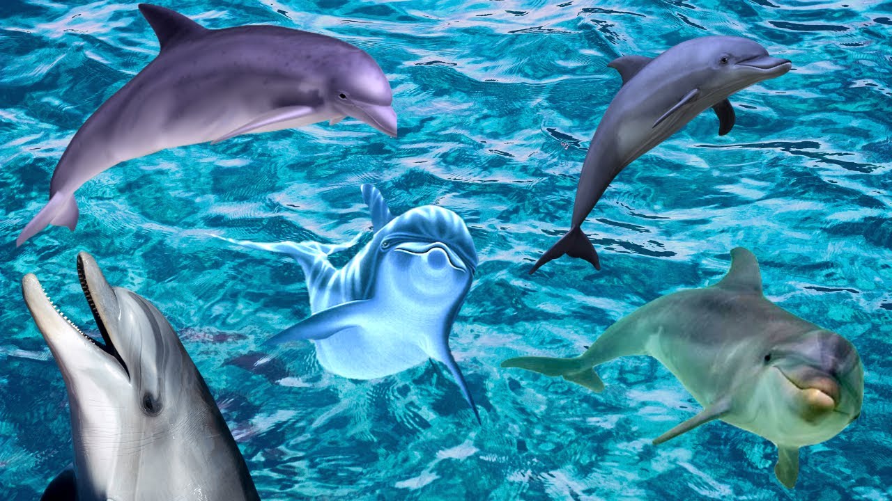 Cute And Relaxing Dolphin Sounds Animal Sounds - YouTube