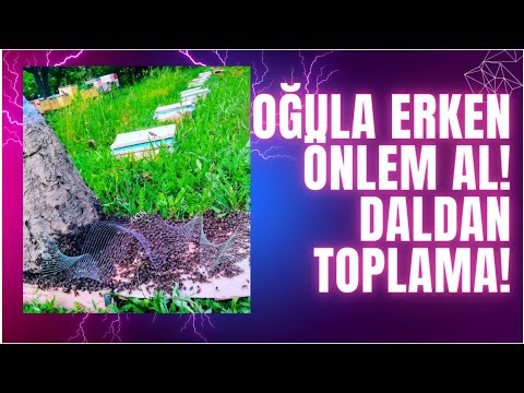 OĞULA ERKEN ÖNLEM AL DALDAN ARI TOPLAMA! İLK BAHAR DA ARI BAKIMI