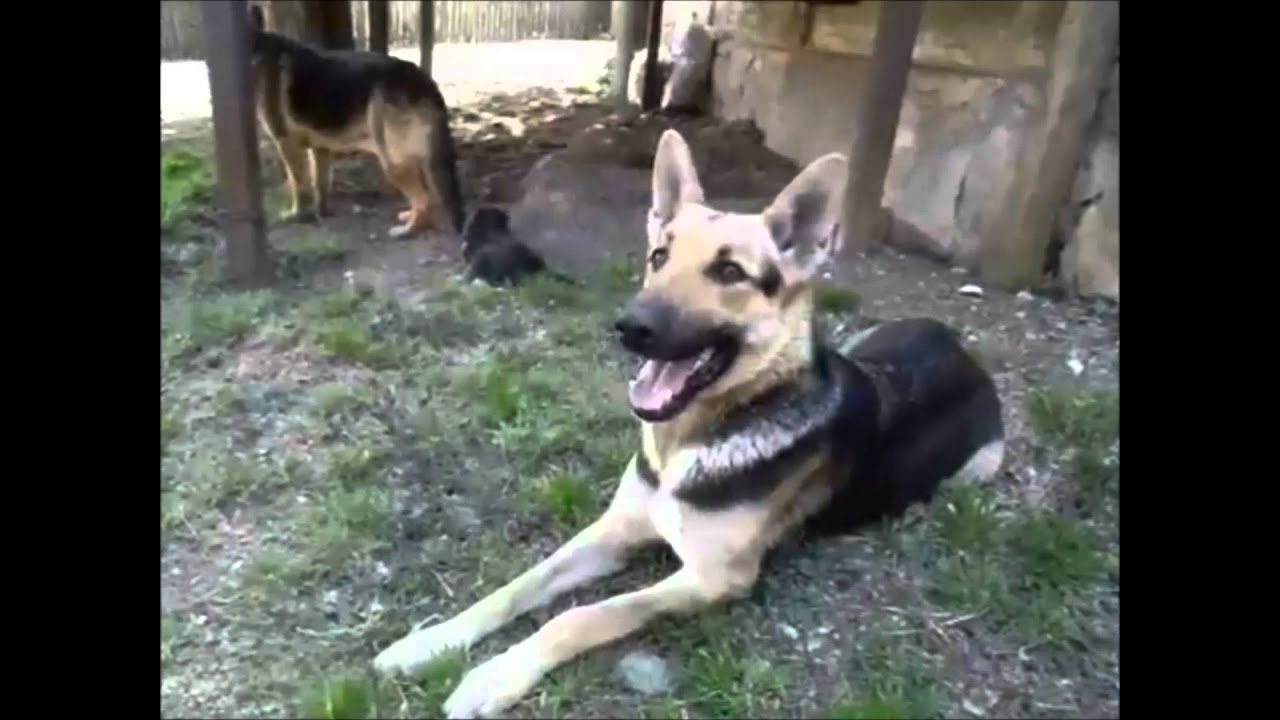 ავჩალკა ზესტაფონში avchalka zestafonshi - YouTube