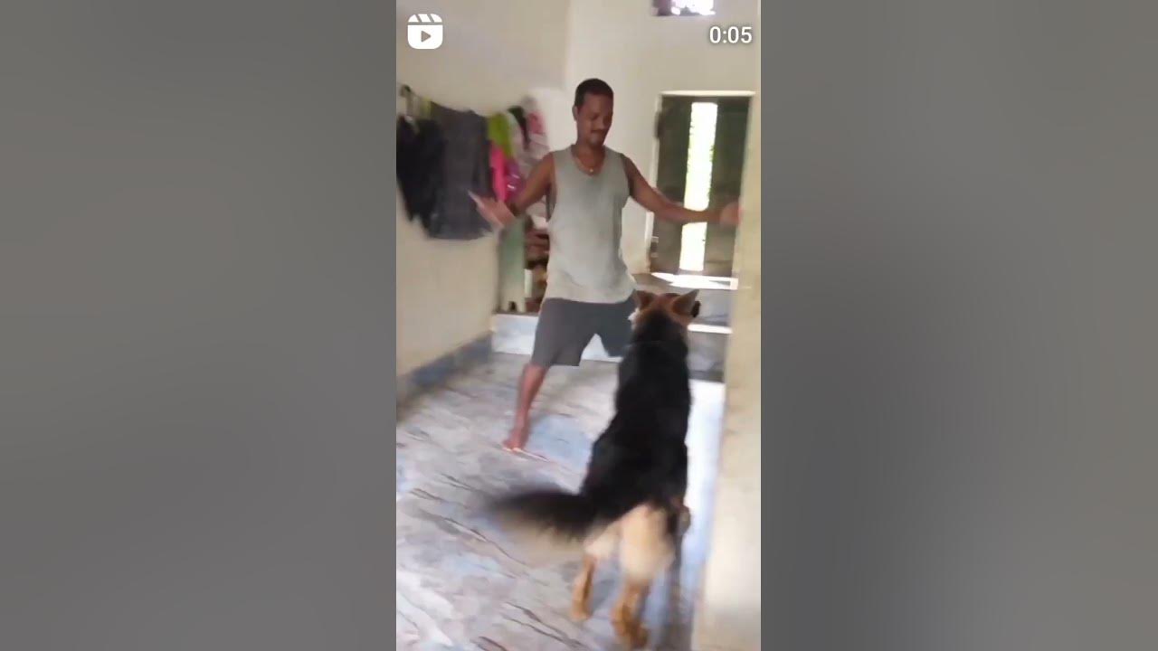 Ama Tiger 🐅🐅🐯🐯 Ariyan vlog - YouTube