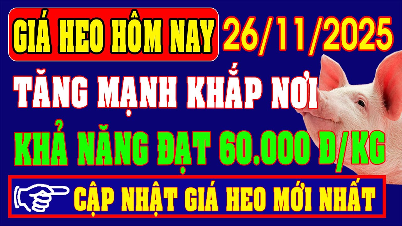 Giá heo hơi hôm nay 26/11: TĂNG MẠNH KHẮP NƠI, KHẢ NĂNG SỚM ĐẠT 60.000 ...