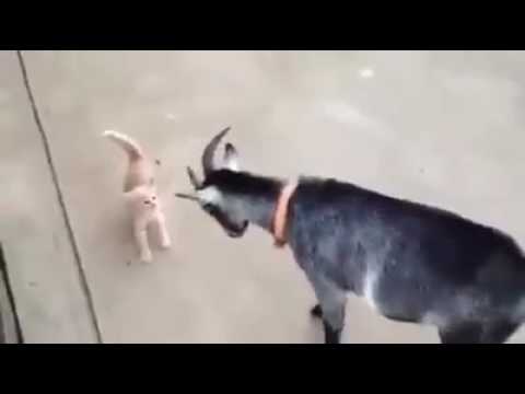 Keçiyle kedinin kavgası (2 SİDE cok tatlı )