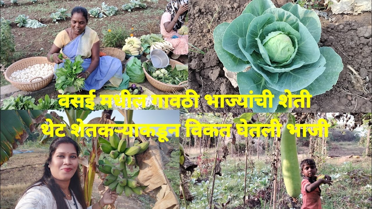 vegetable farming in vasai ll वसई मधील शेतीतला फेरफटका हिरव्या गार भाजा ...
