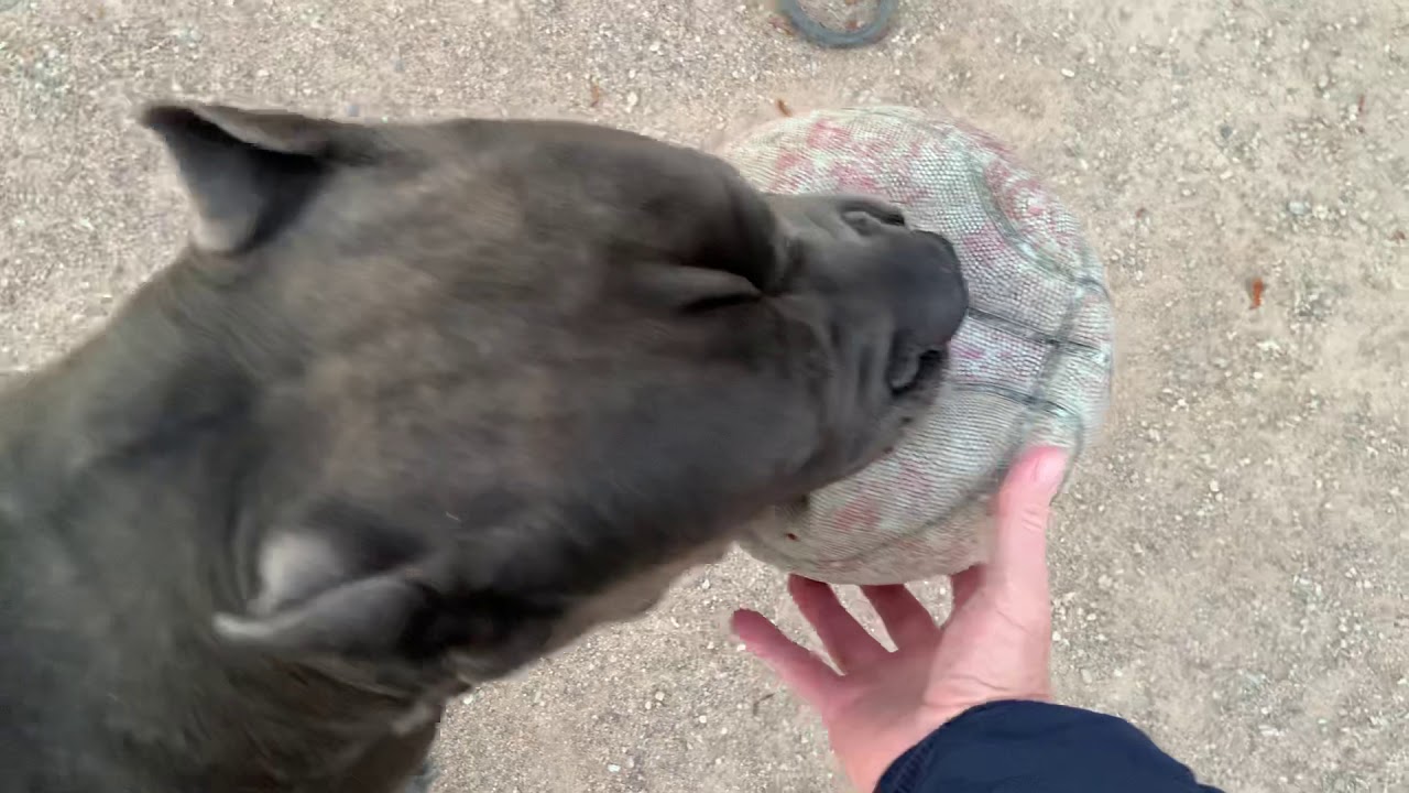 Lord Loki Cane Corso - YouTube