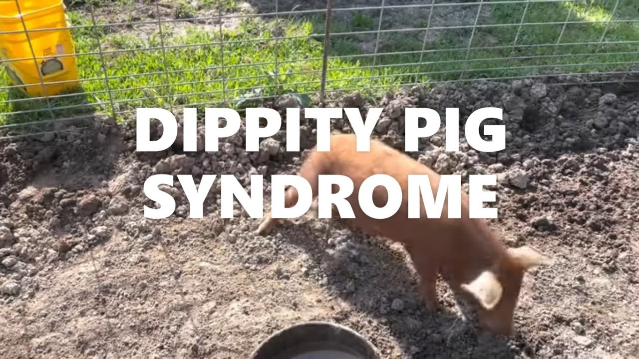 Dippity Pig Syndrome, what is it? WILL SHE BE OK?? - YouTube