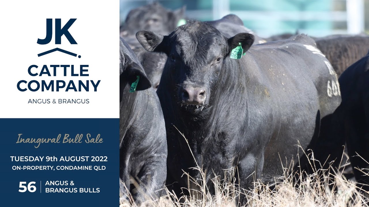 JK Cattle Company Inaugural Angus & Brangus Bull Sale - YouTube