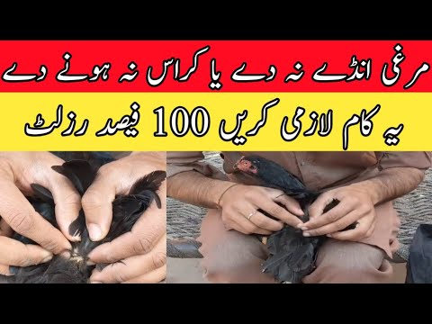 Aseel murgi anday na dy to kia Karen | Aseel murgi cross Kyu nhi hny dti | Aseel murgi eggs problem