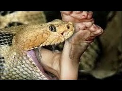 Men Eating Anaconda Snake - YouTube