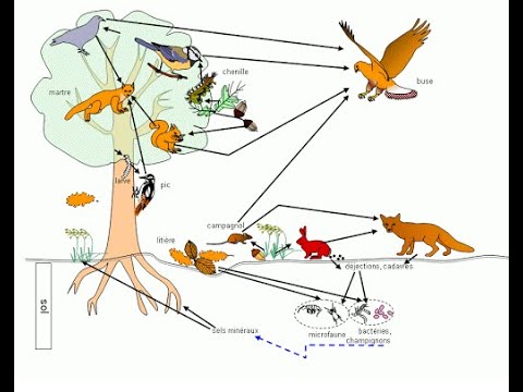 Les relations alimentaires dans un milieu naturel : la chaîne ...
