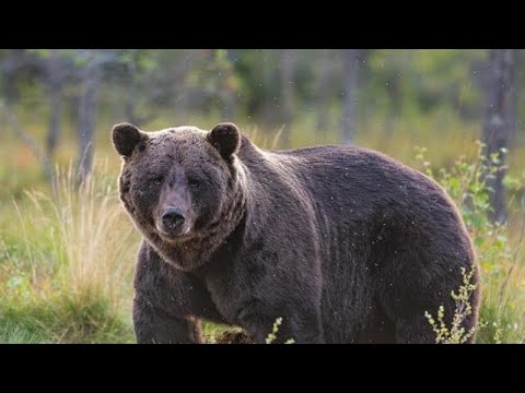 The bear is coming! - YouTube