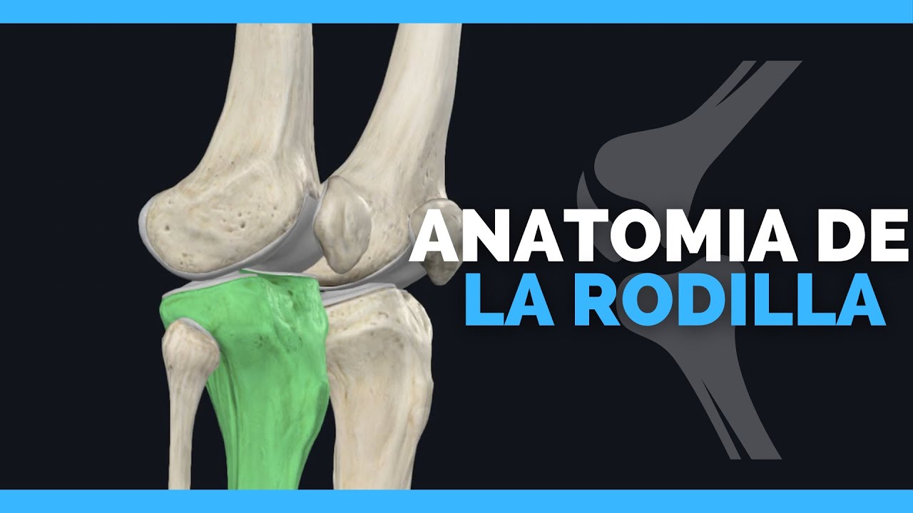 ANATOMIA DE LA RODILLA | HUESOS Y ARTICULACIONES | Anatomia en ...