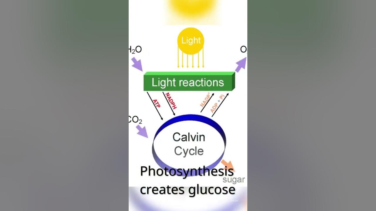 Interesting Facts About Plants YouTube interesting-facts-about-plants-youtube