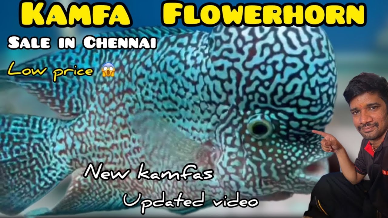 Quality kamfa flowerhorn sales in chennai,Vip grade kamfa frys ...