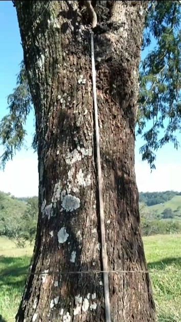Figueira Mata-Pau nessa Arvore de Gurucaia #naturezaviva - YouTube