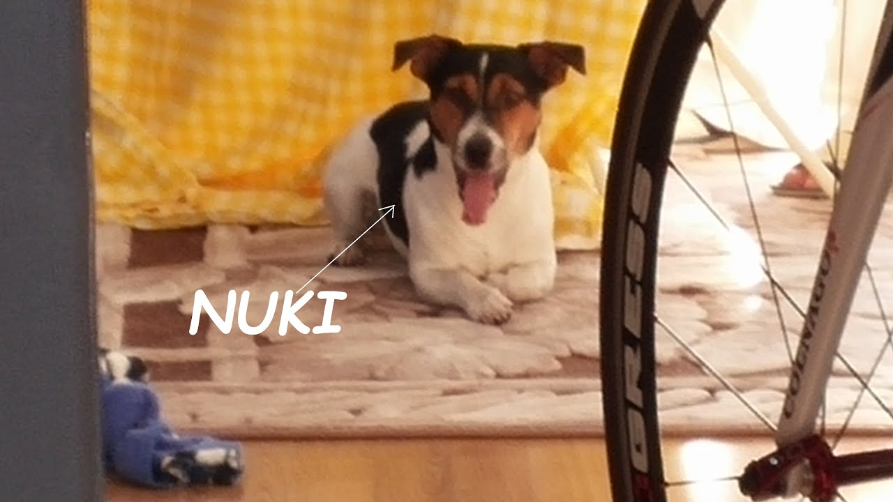 Jack Russel Terrier - Small Terrorist - YouTube