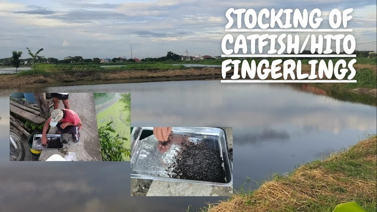 Vlog #05: Stocking of Catfish/Hito Fingerlings - YouTube