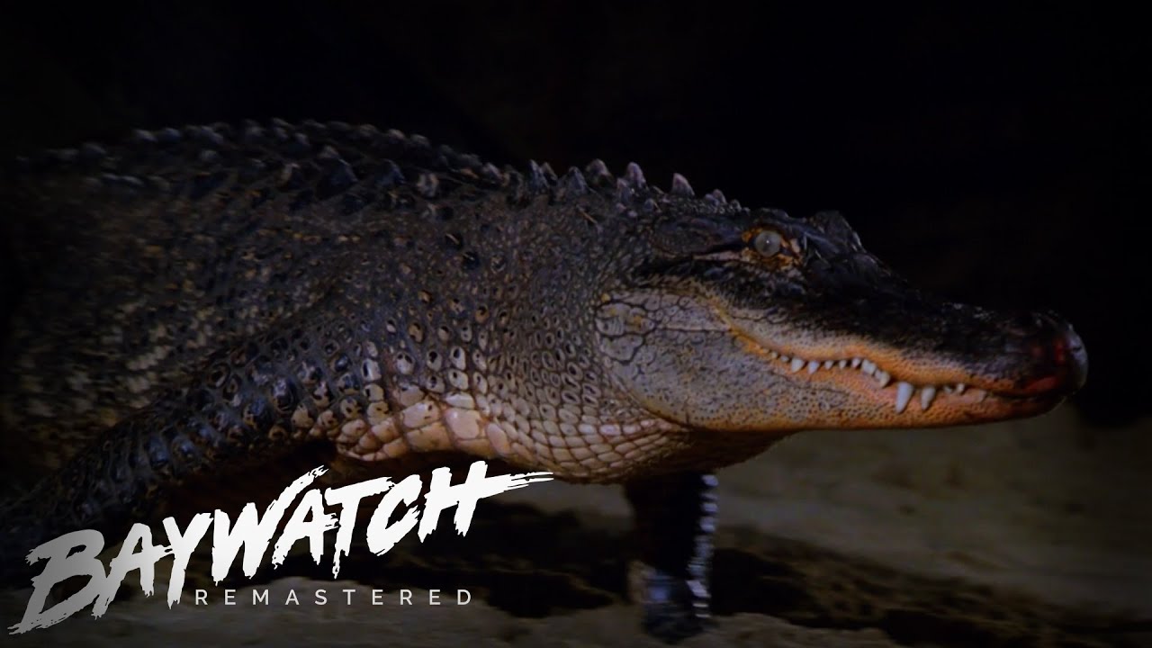 A Mutant Alligator Terrorizes Venice Beach - YouTube