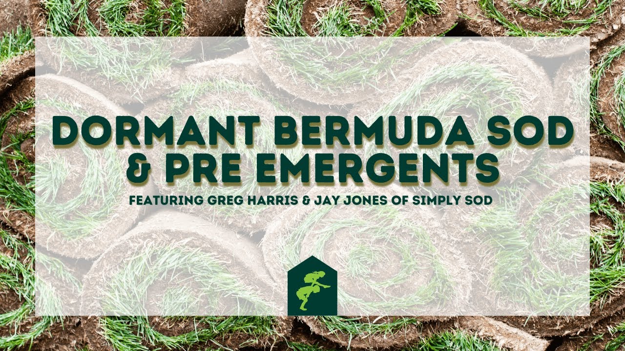 Let's Talk About It: Dormant Bermuda Sod & Pre Emergents - YouTube