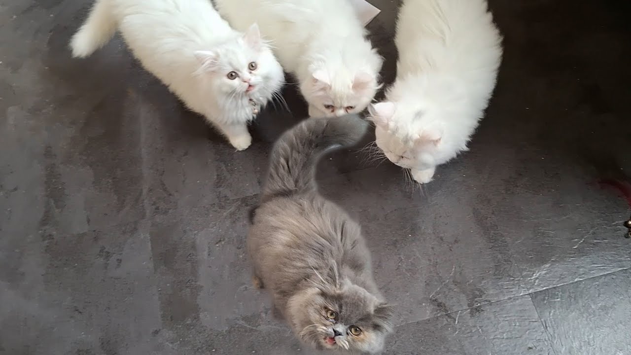 Meow Choir: 4 Loud Kittens Following in Parade of Cuteness! - YouTube