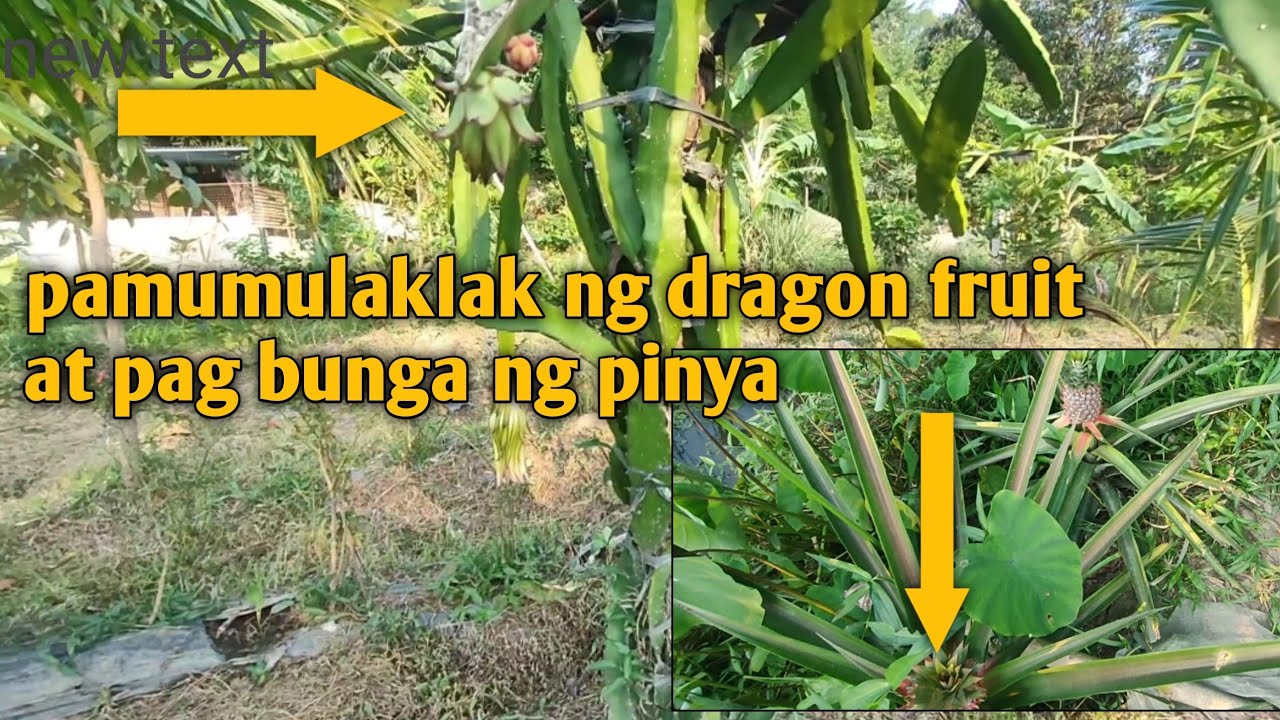 pamumulaklak ng dragon fruitat pag bunga ng pinya . A day in lerit farm ...