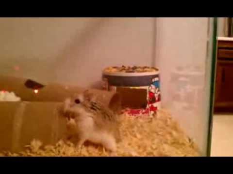 Hamsters hopping and jumping - YouTube