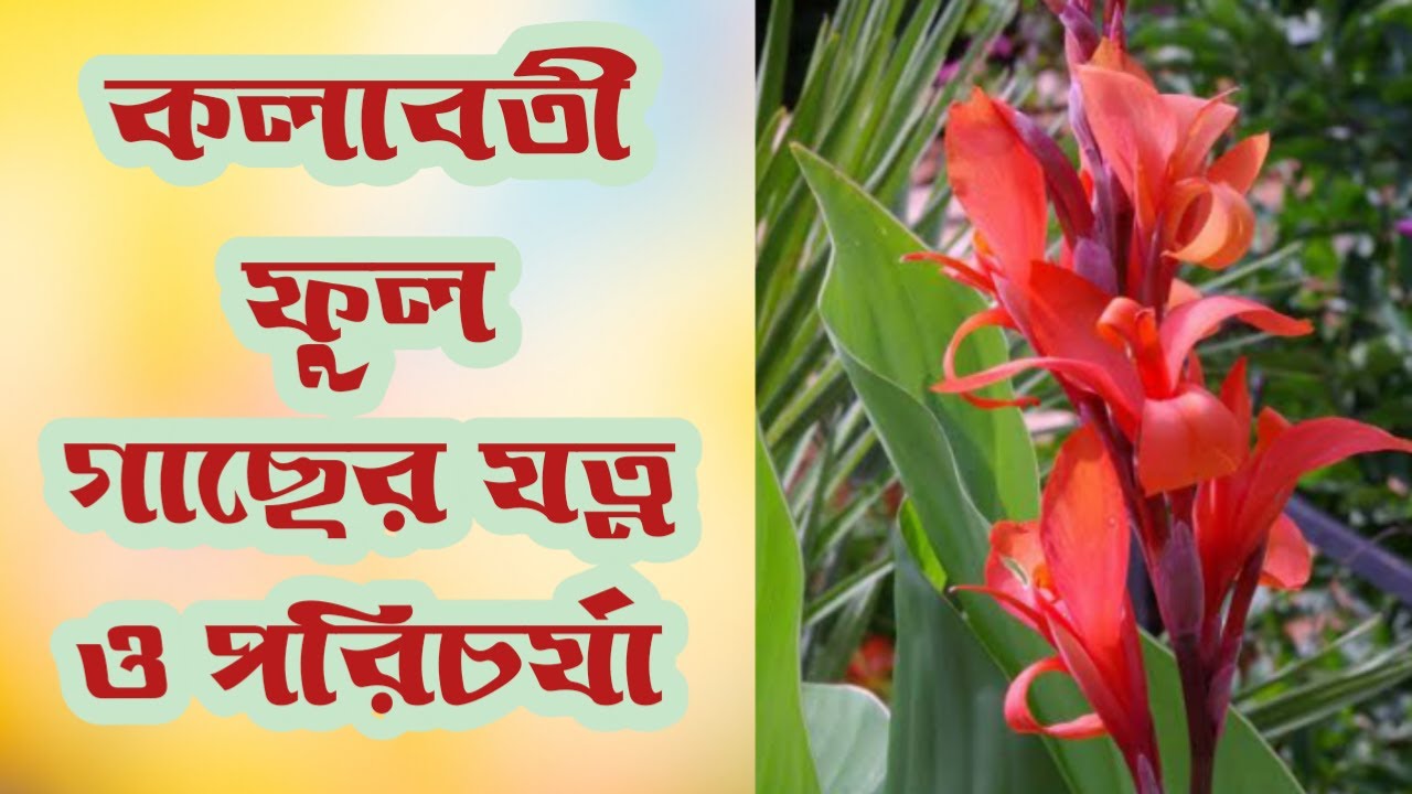 কলাবতী ফুল গাছের যত্ন ও পরিচর্যা kolaboti plant care - YouTube