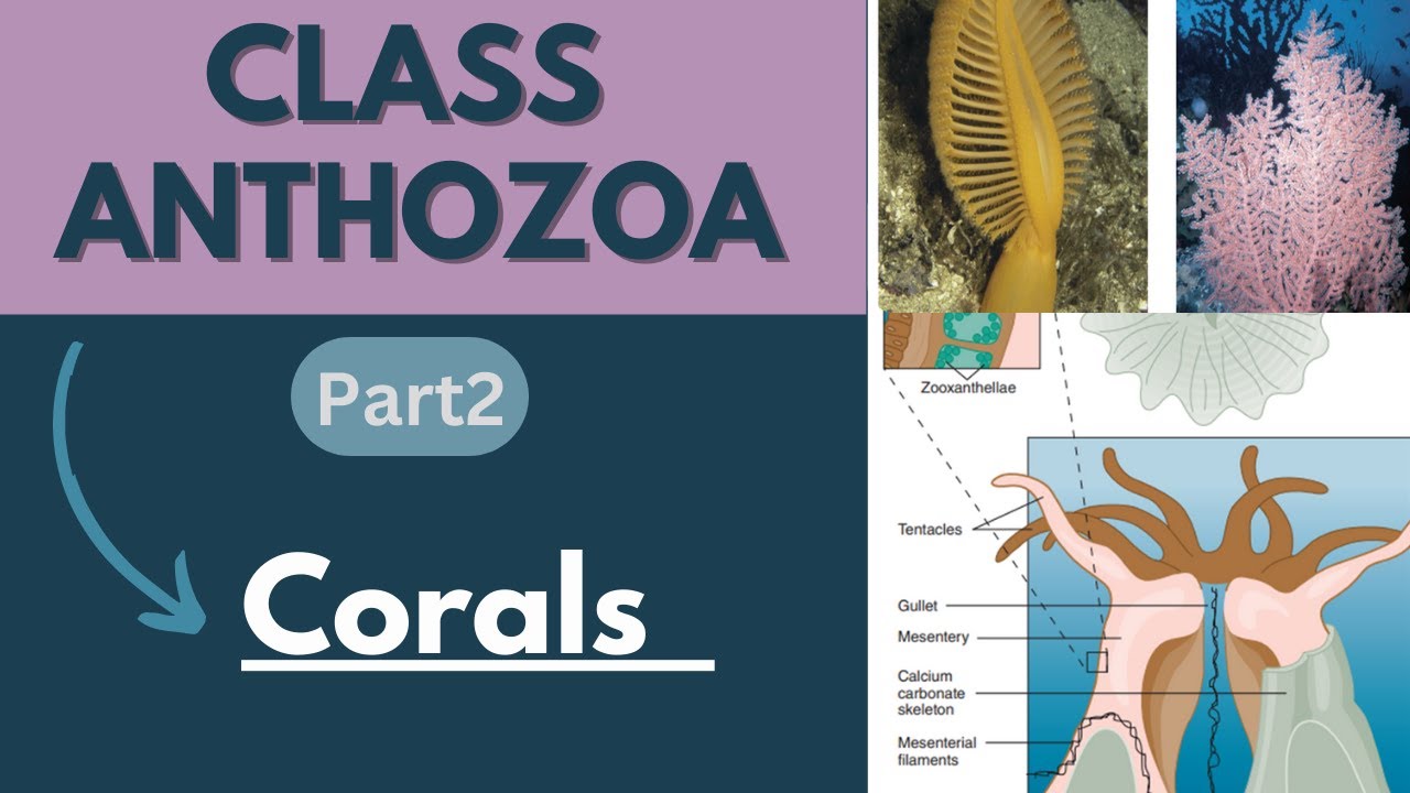 Class Anthozoa_Corals |Coral reefs |Octacoralline corals |Miller ...