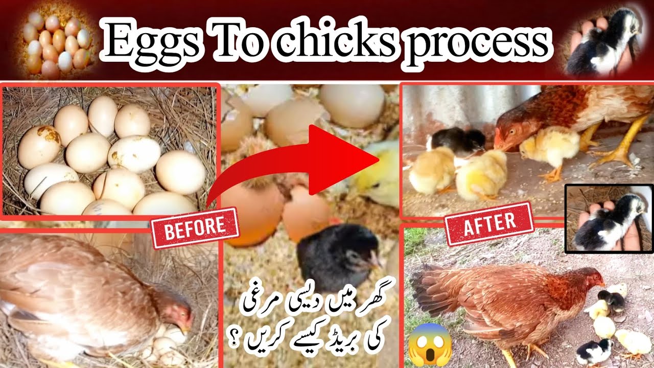 Eggs to Chicks at home || Eggs To Born New Chicks || Young hen hatching ...