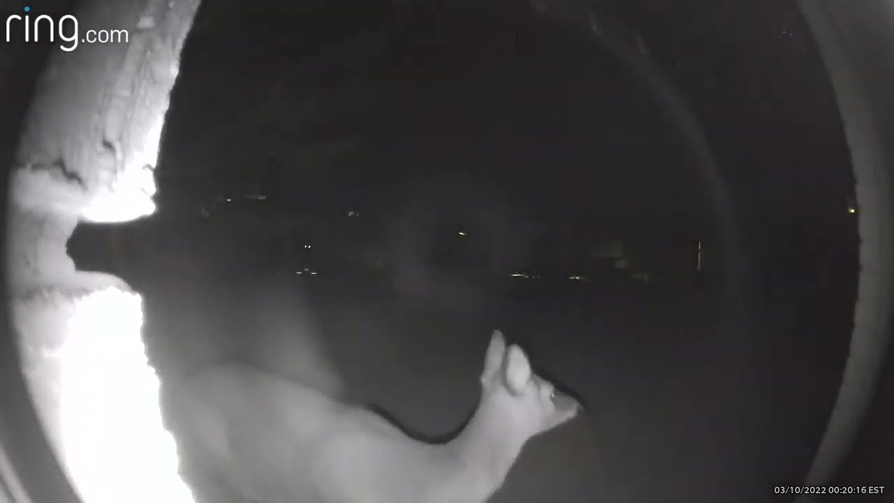 Deer Caught Ringing Doorbell by Ring Camera || ViralHog - YouTube