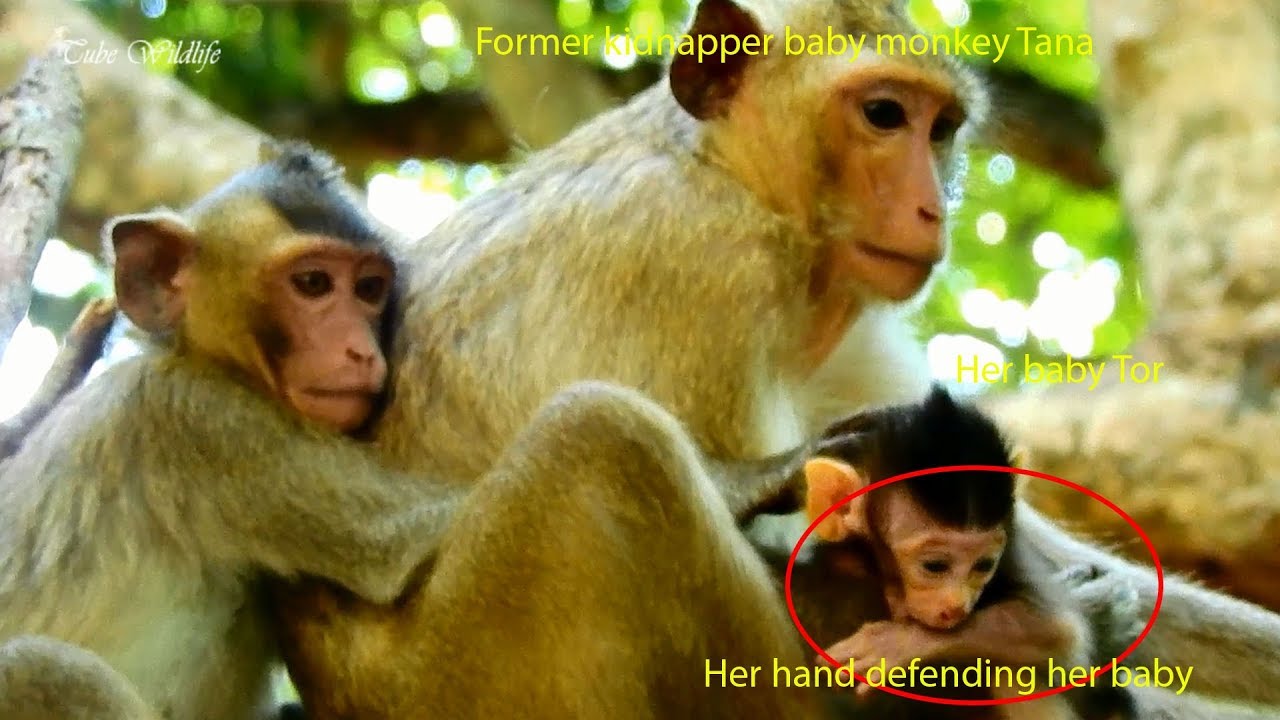 Very Famous Former Stealing Baby Monkey Tana But When She Has Own Baby ...
